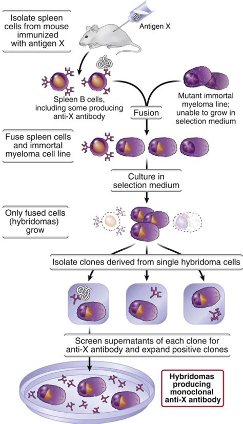 Antigen Recognition In The Adaptive Immune System Structure Of