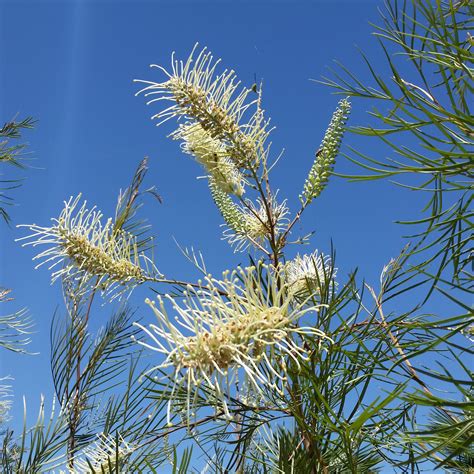 Grevillea Moonlight Mid Valley Trees