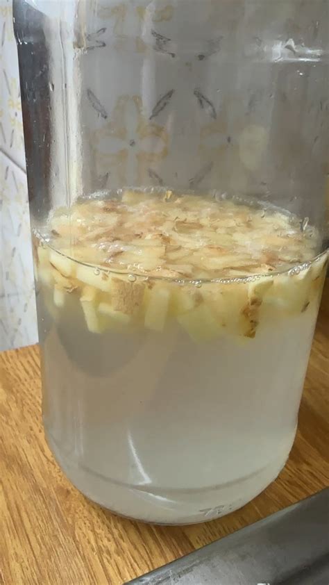 Day 2 Of Ginger Bug R Fermentation