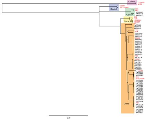 Antibiotic Resistance And Genomic Features Of Clostridioides Difficile In Southwest China Peerj