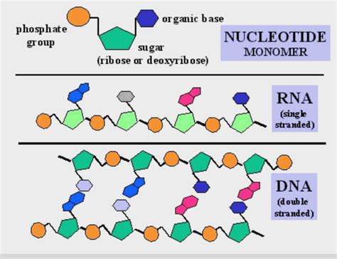 Lecture 5 DNA RNA And Gentic Code Flashcards Quizlet