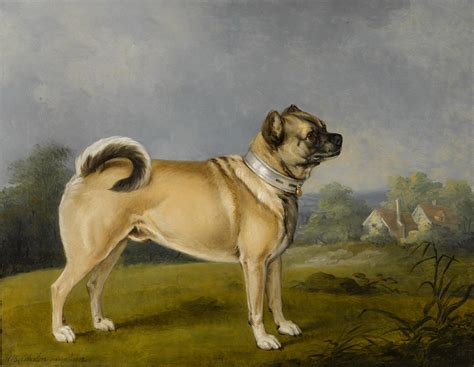 This is what pugs looked like back in the 1850s : r/pics