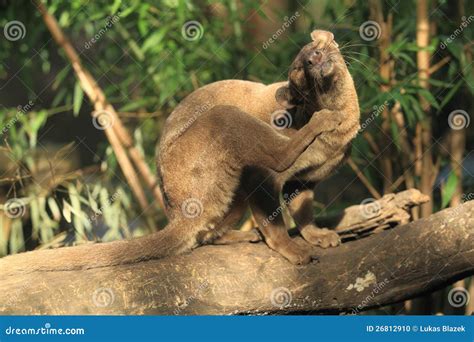 Fossa Royalty Free Stock Image 19869196