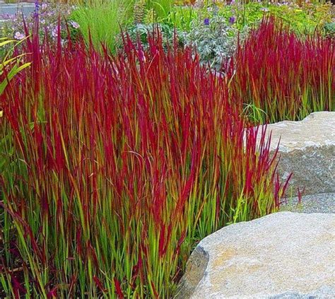 Red Baron Japanese Blood Grass New Life Nursery