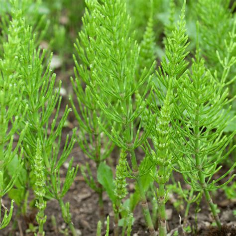 Horsetail Extract – Nascent Naturals