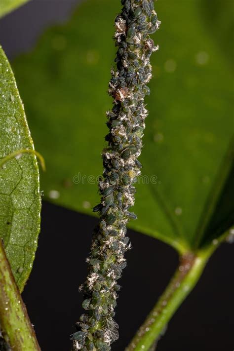 Melon Aphid Classification At Bernice Guarino Blog