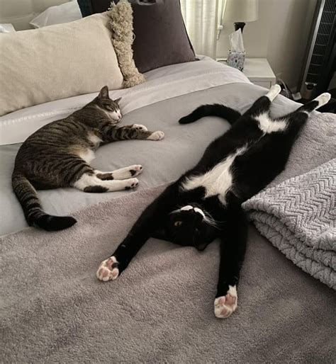 Normal Cat Vs Tuxedo Cat Scrolller