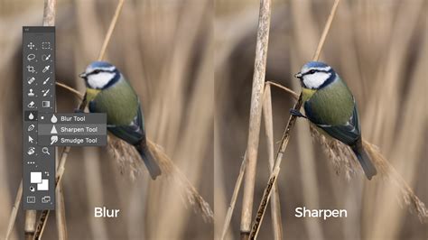 흐리게 선명하게 보정하기 Blur And Sharpen Tool 포토샵 기초 강좌 디자인베이스