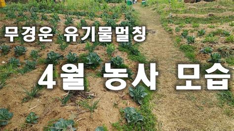 영상 225 무경운 유기물멀칭 4월 농사 모습 Youtube