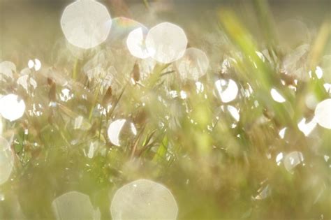 Premium Photo Bokeh On The Grass