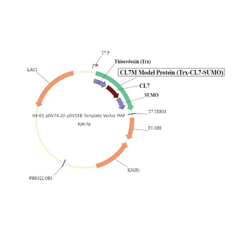 Plasmid Vector Map