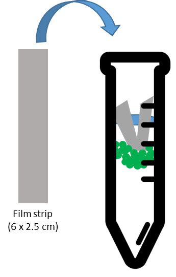 Histone Modification Chip Seq On Arabidopsis Thaliana Plantlets Pmc