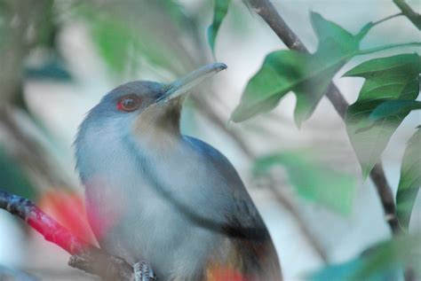 Flagship Species Help Conserve All Biodiversity Mahb