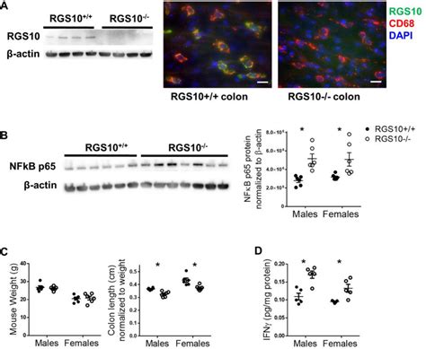 Experimental Colitis Promotes Sustained Sex Dependent T Cell