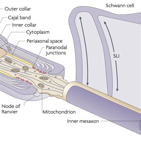 Pdf Wnt Pathways In Myelin Genes And Cytoskeleton Regulation Of