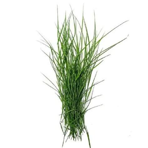 Dhoop Durva Grass Indo Fiji Supermarket