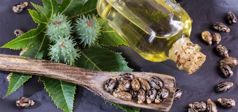 Unlocking The Power Of Eranda Castor Oil Benefits Uses Precautions And How To Consume