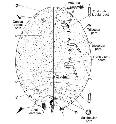 Nipaecoccus Nipae Scale Insects