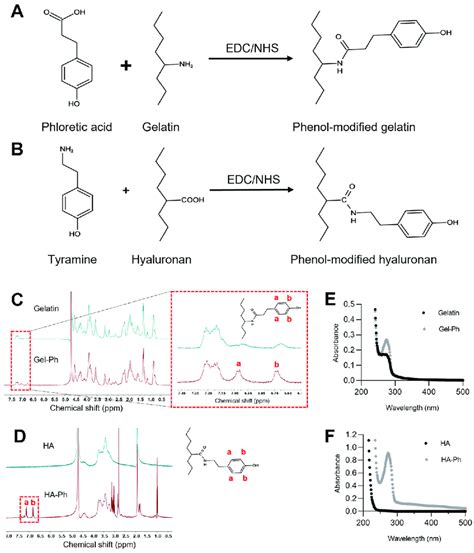 A Synthesis Of Gel Ph With Edcnhs Method B Synthesis Of Ha Ph Download Scientific Diagram