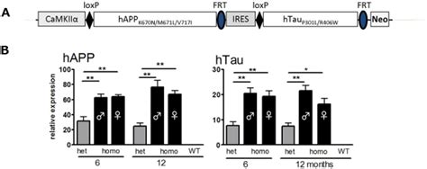 Ires Technology Your Solution To Co Express Several Genes Genoway