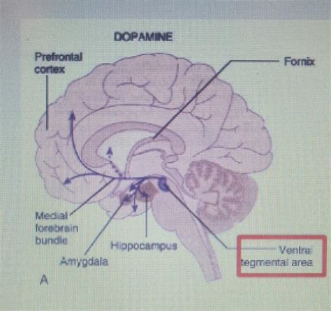 Solved Dopamine Prefrontal Cortex Forne Med Fonetan