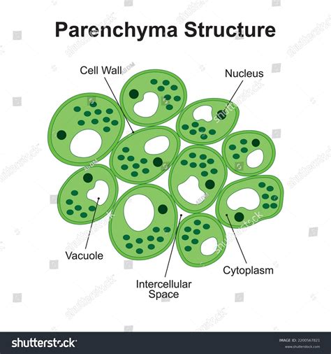 Collenchyma Cell Parts
