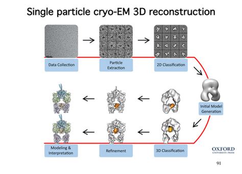 Methods Of Protein Structure Determination Flashcards Quizlet