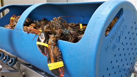 Hiperbaric High Pressure Technologies On Linkedin Greenhead Lobster Uses Hpp For 100 Raw Meat
