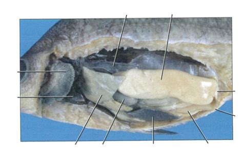 Phylum Chordata Subphylum Vertebrata Superclass Osteichthyes Class