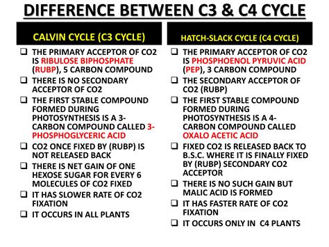 C4 Cycle Pptx Biological Sciences Science