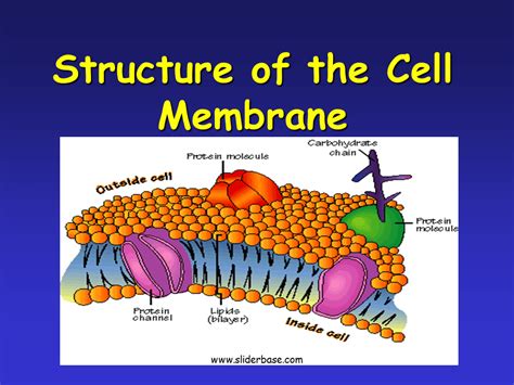 How Do You Draw A Cell Membrane Drawing Rjuuc Edu Np