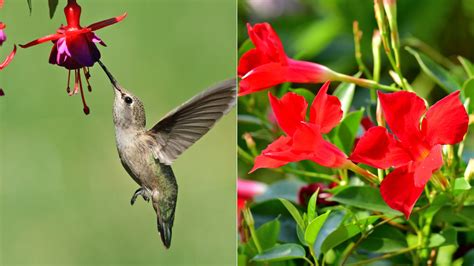 Top 10 Best Flowers For Hummingbirds Attract These Stunning Birds To