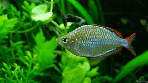 Melanotaenia Praecox Zwerg Neon Regenbogenfischen