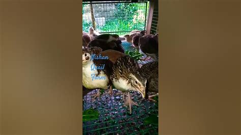 Nishan Quail Farm වටු කුරුලු පාලනය නිවිති කොළ Chicks Chicken
