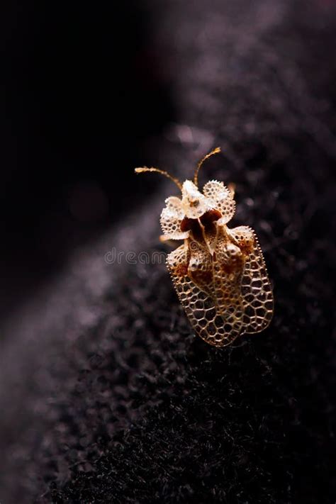 Macro Shot With A Lace Bug Or The Sycamore Tiger Corythucha Ciliata