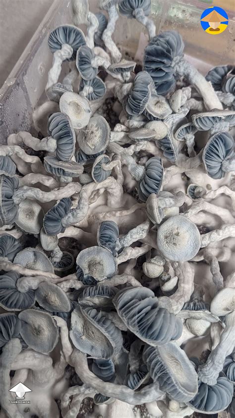 Cubensis Jack Frost Magic Mushrooms 3 One For All