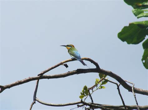 Bird Life Rainbow Bee Eater
