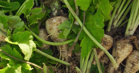 How Long Do Parsnips Take To Grow Backyard University
