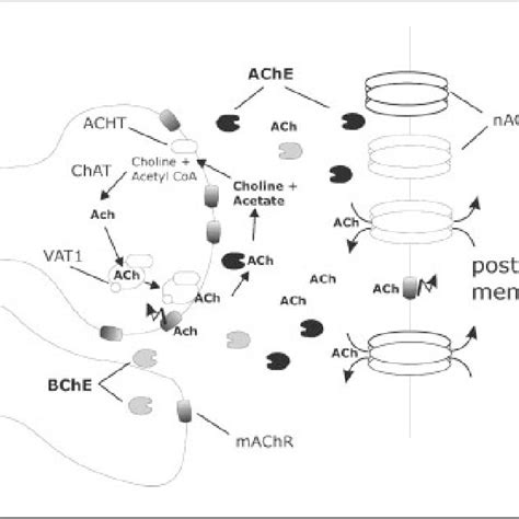 Schematic Representation Of A Cholinergic Synapse A Presynaptic Download Scientific Diagram