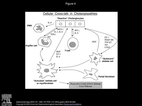 The Cholangiopathies Disorders Of Biliary Epithelia Ppt Download