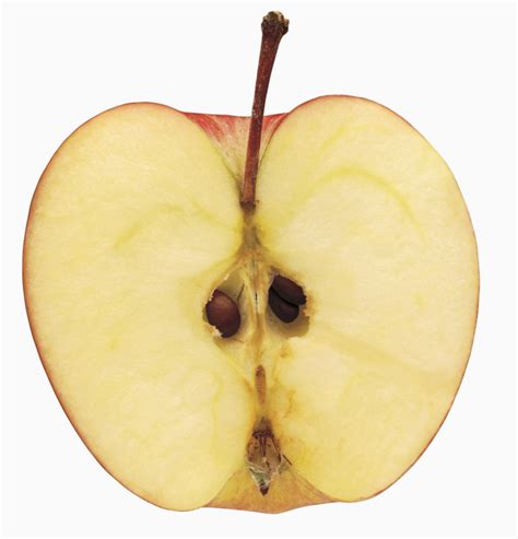 Difference Between Seed Seedless Plant Reproduction