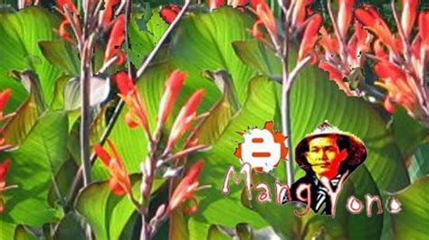 Bunga Ganyong Merah 50 Koleksi Gambar