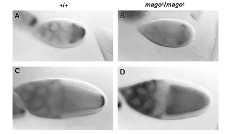 Disruption Of Osk Mrna Localization In Mago Mutant Ovaries A