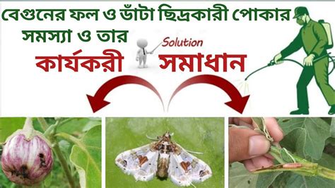 বেগুন এর ডগা ও ফল ছিদ্রকারী পোকার করুন ১০০ সমাধান Youtube