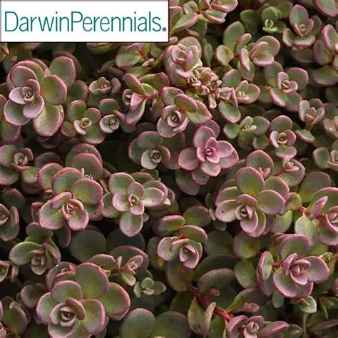 Stonecrop Ppaf Sedum Cauticola Shamrock From Swift Greenhouses