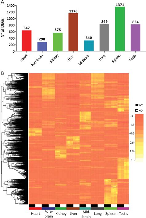 Differentially Expressed Genes In The Ko Mice A Number Of Download Scientific Diagram