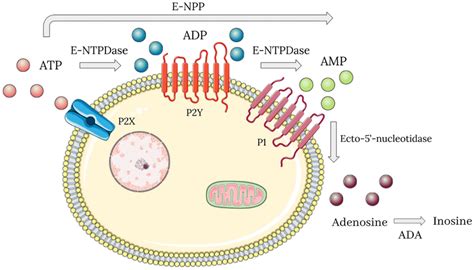 The Purinergic Signaling Is Composed Of Adenine Nucleotides Atp Adp Download Scientific
