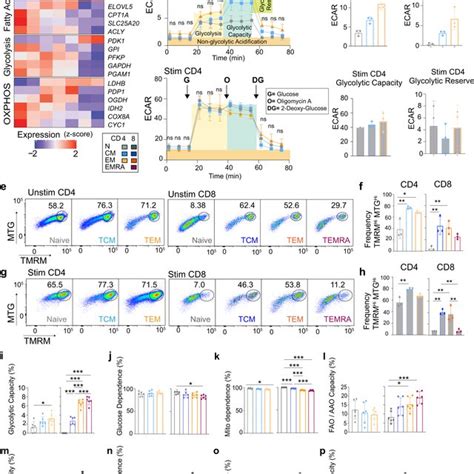 Mtc Subsets Exhibit Distinct Metabolic Features A Heatmap Of Selected