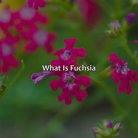 What Does The Color Fuchsia Look Like
