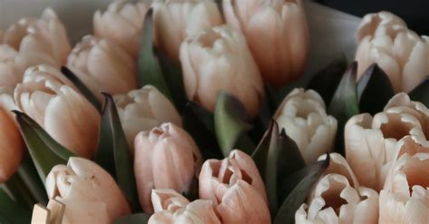 계절 꽃 꽃 꽃 선물 꽃 장식 꽃꽂이 꽃다발 클로즈업 꽃이 피는 꽃잎 낭만적인 봄 봄 꽃 부케 분홍색 꽃잎 생화 선물 선물 포장 섬세한 섬세한